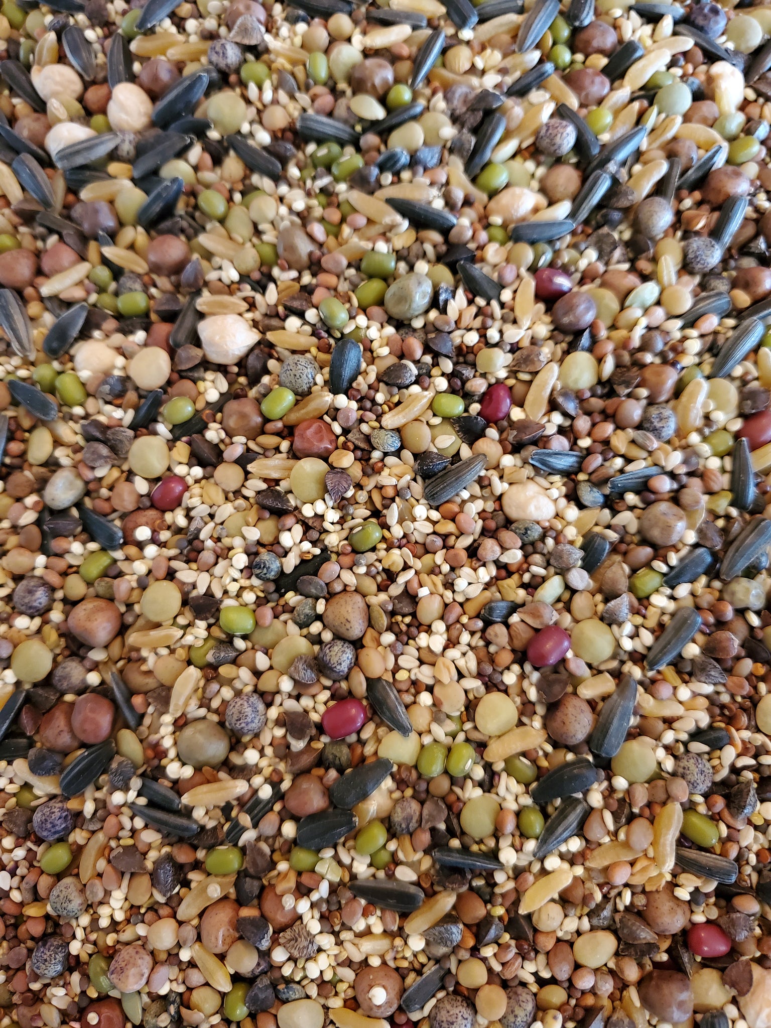 Organic Sprout Mix - 1Kg | Parrot Trends Canada